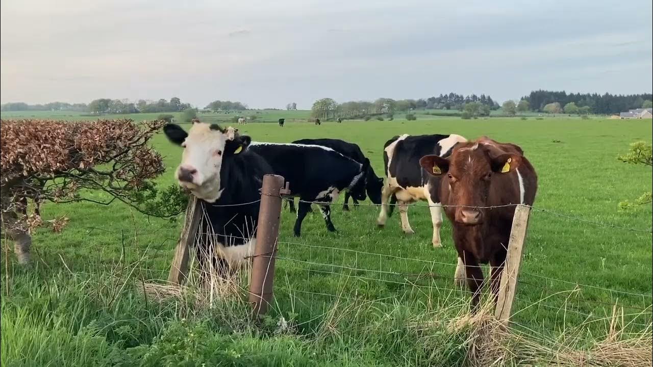 How Do I Start A Dairy Cow Farm how To Start A Dairy Farm In Fs22 how-do-i-start-a-dairy-cow-farm-how-to-start-a-dairy-farm-in-fs22