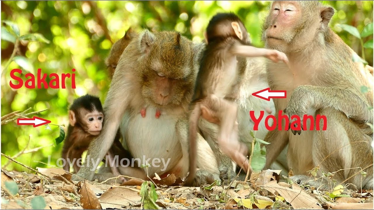 Group Queen Yari Family Baby Yohann and Baby Sakari. They All Look ...