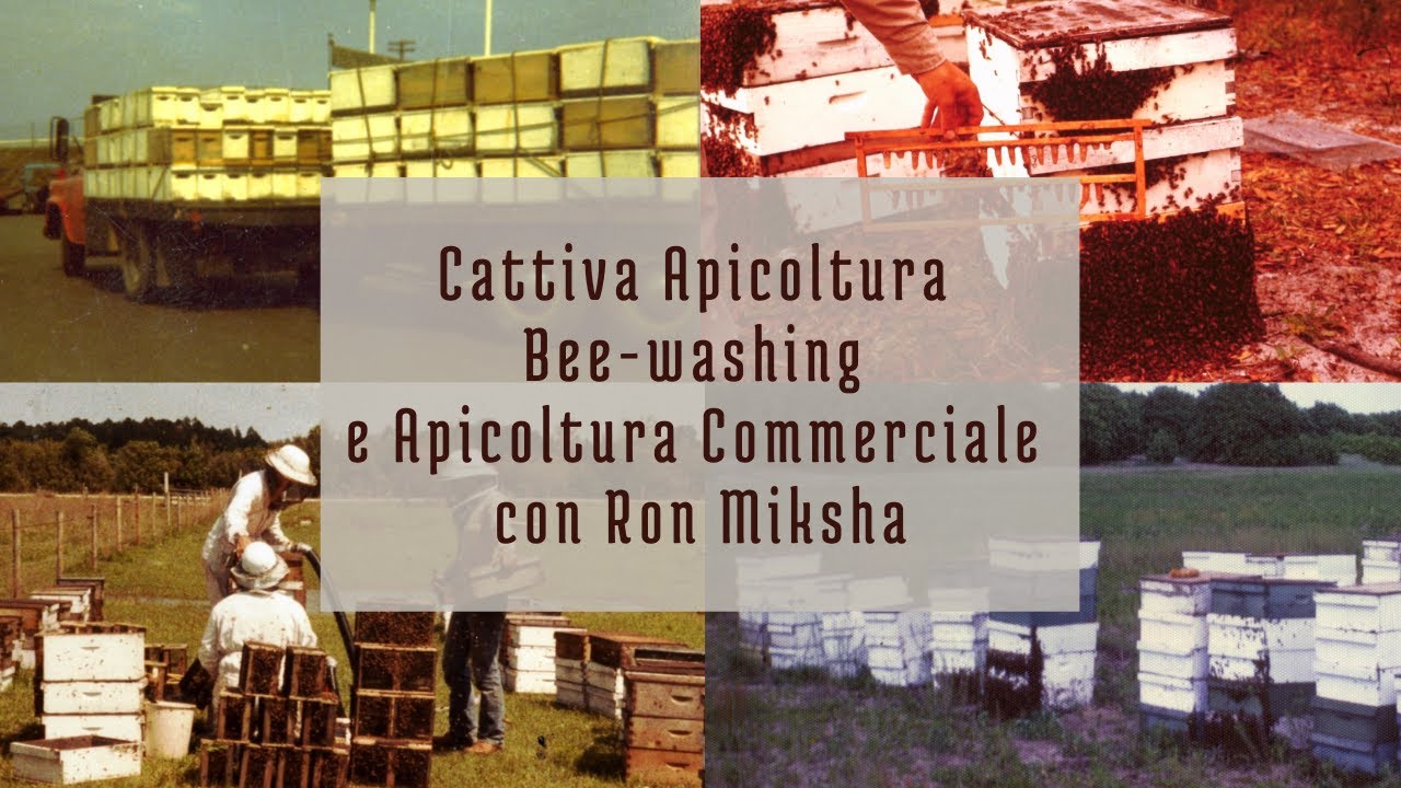 Cattiva apicoltura, bee-washing e apicoltura commerciale con Ron Miksha ...