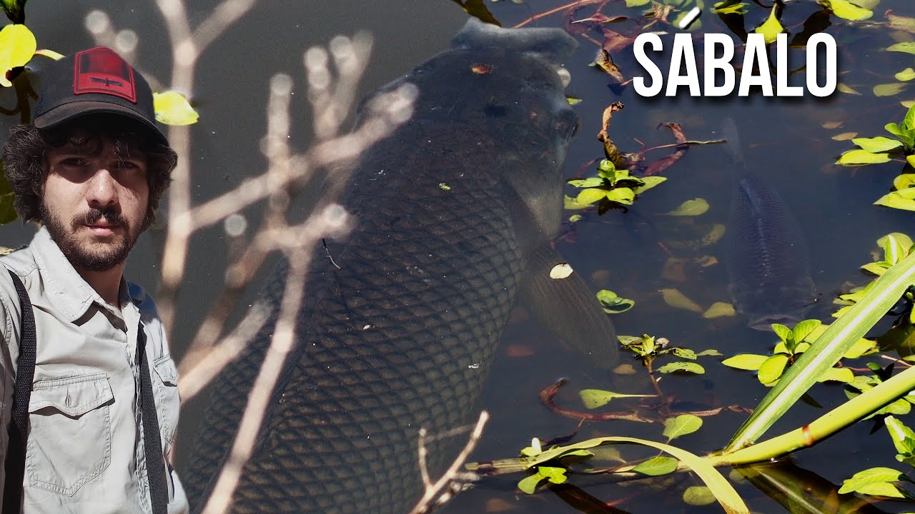 Sábalo 4K (Prochilodus lineatus) jetón, Chupabarro, Barrero, Curimbatá ...