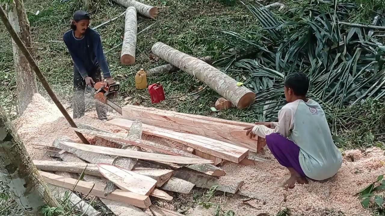 Proses Penebangan Pohon - YouTube