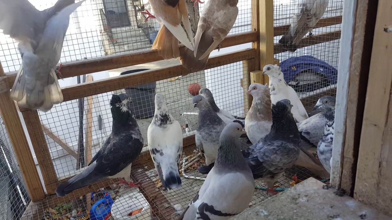 Tippler Pigeons, Breeders for 2017 Plain and Capped. - YouTube