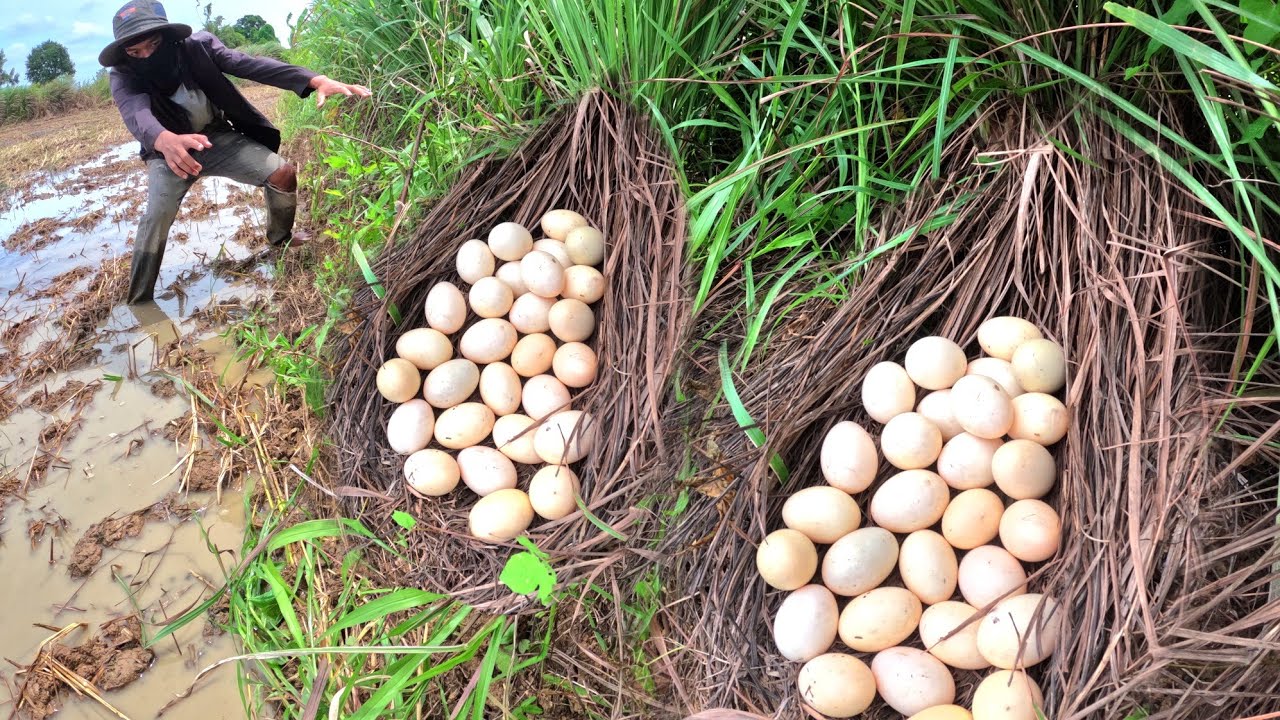 A farmer skills, pick duck eggs by hand under the grass after the rian ...