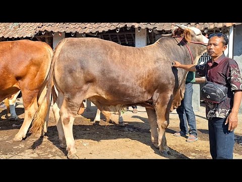 KANG UNTUNG BAWA SAPI JUMBO LANGKA MASUK PASAR🔥 - YouTube