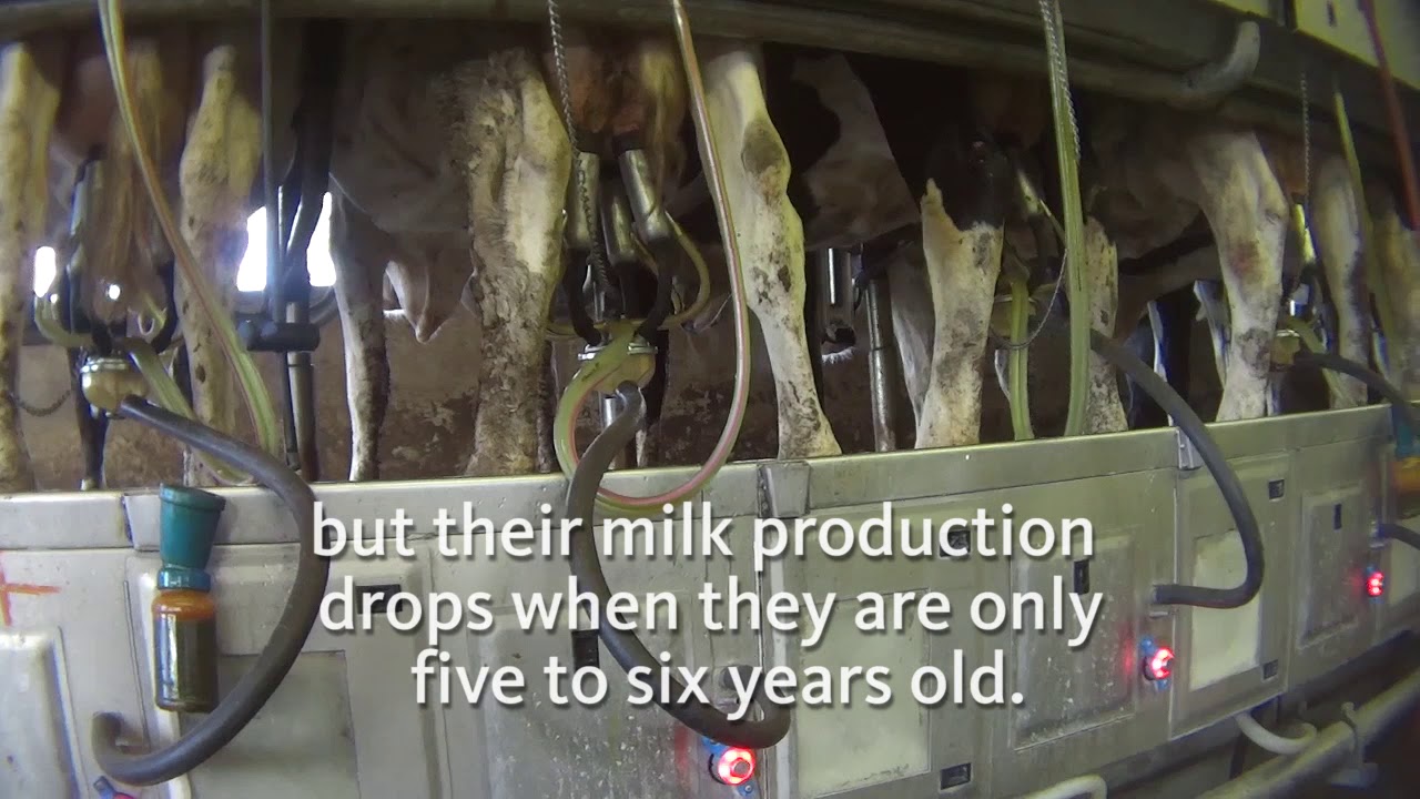 The Life Cycle of a Dairy Cow - YouTube