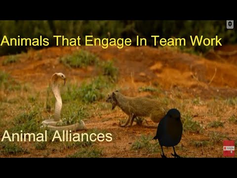 Kalahari: The land Where Animals Bond And Cooperate. Animal Partnership ...