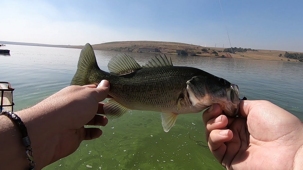 Bass fishing at Witbank dam - YouTube