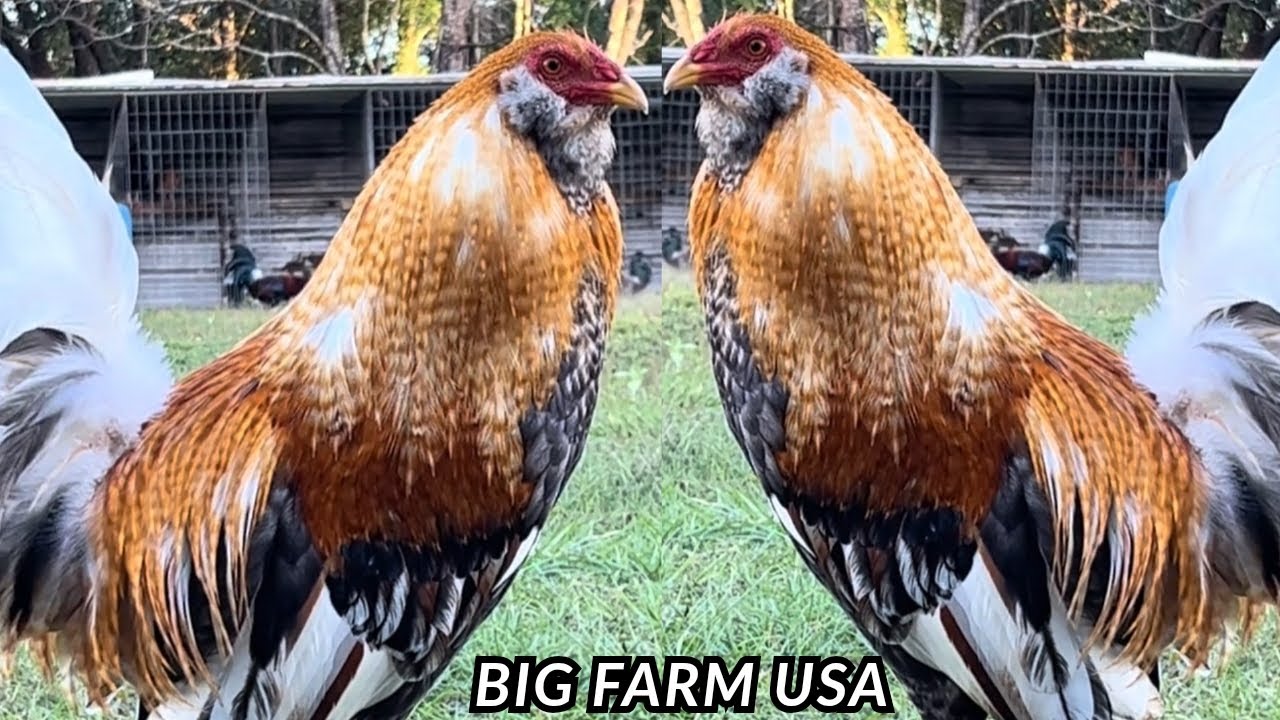 Beautiful Birds Big Farm USA - Feeding Time Free Range Shape Outdoor ...