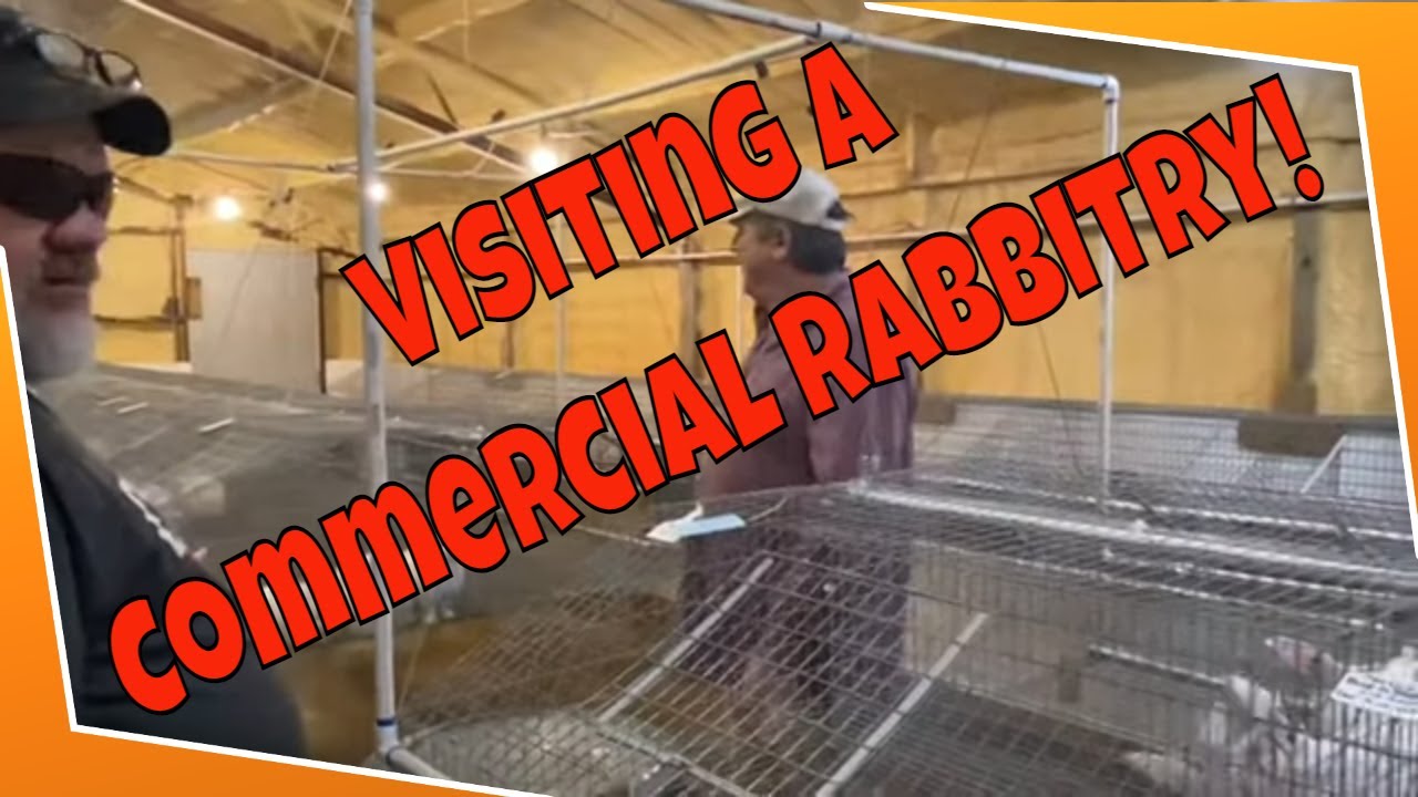 We visited a commercial rabbitry! - YouTube