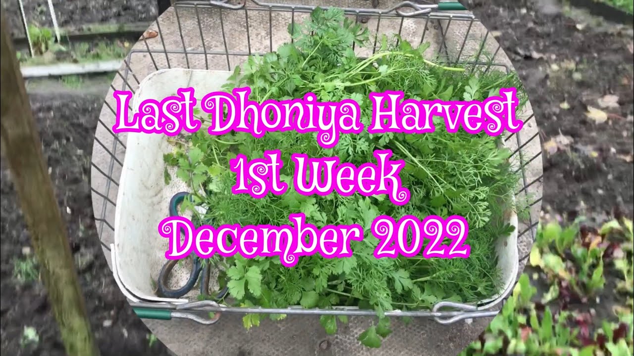 Last Dhoniya Harvest December 2022 || Coriander Harvest || ধনিয়া ...