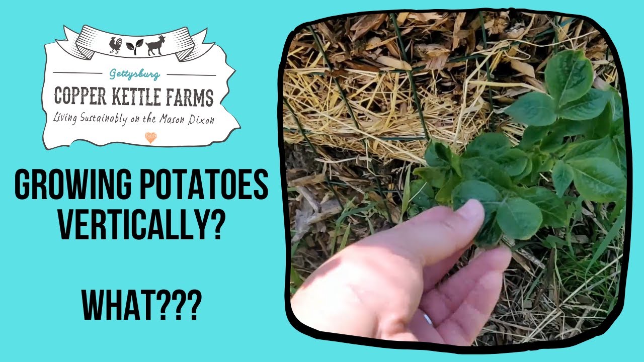 How to Grow Potatoes Vertically in Small Spaces with Potato Barrels! An ...
