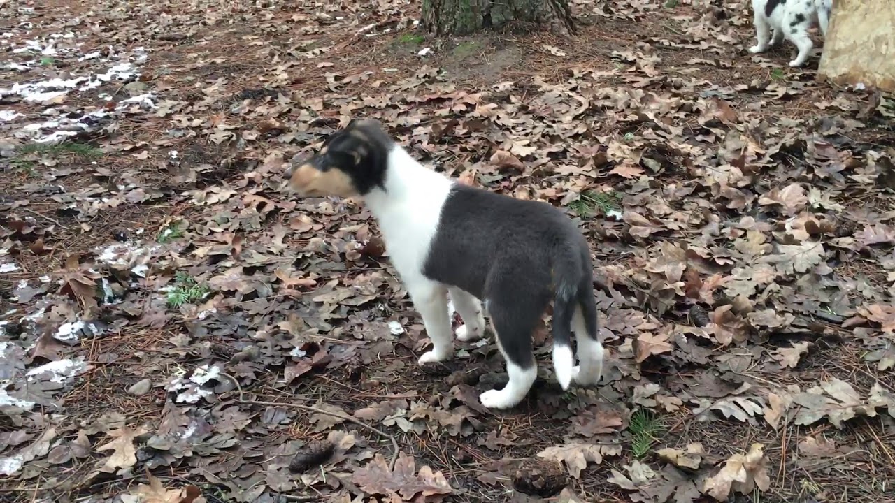 Kinz exploring, Adouria, Velouria - YouTube