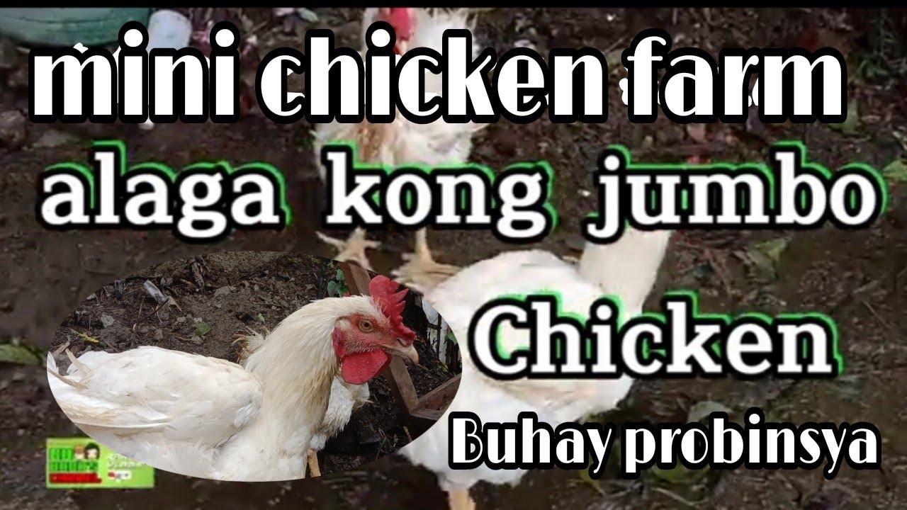 A day in my life : D ' jumbo chicken 5 monts old 6 kilos each 2 for 12 ...