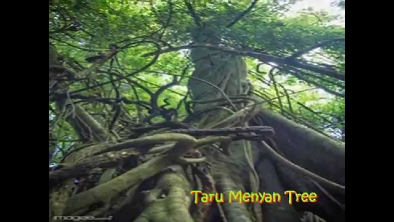 TARU MENYAN TREE - YouTube