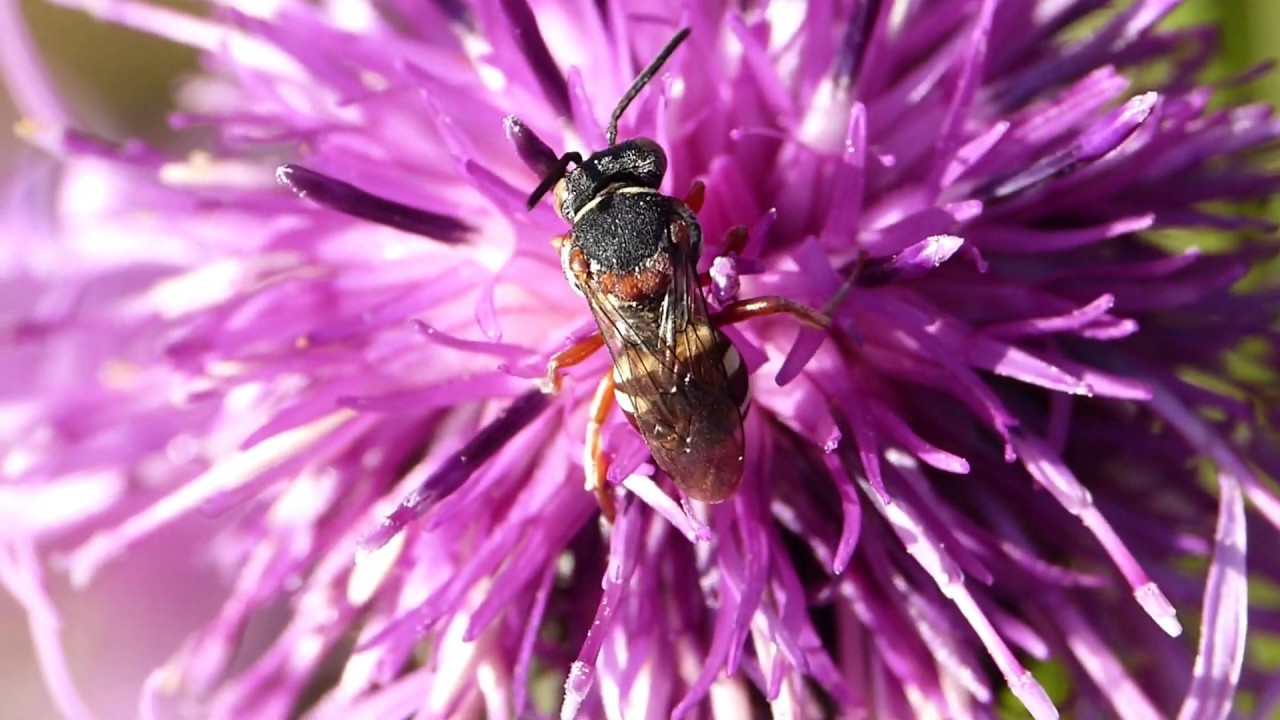 Épeolus cruciger ♀ (Apidae-Hymenoptera) Parasite de Collètes succinctus ...