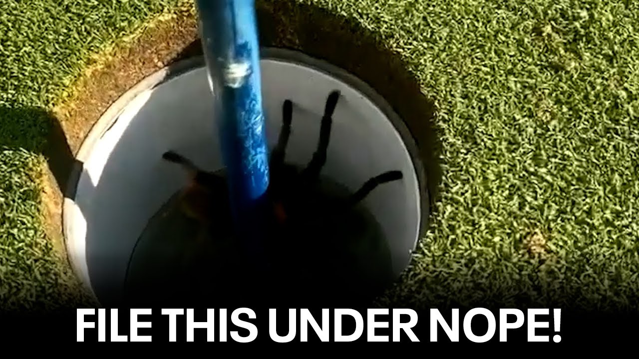 Enormous spider startles golfer in Arizona - YouTube