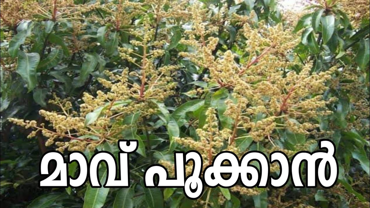 മാവ് പൂക്കാൻ എന്തുചെയ്യണം, mango tree artificial flowering, mavu krishi ...