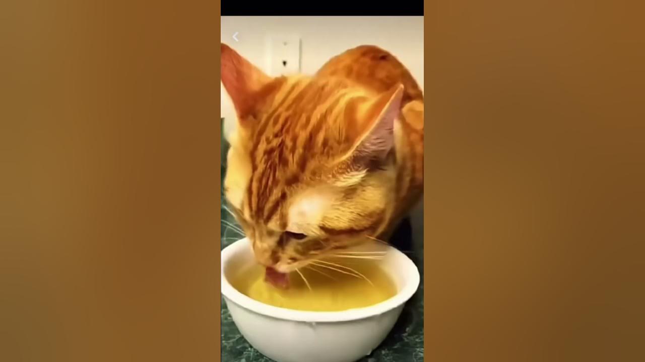 Funny cats #catnip #funnycats #funnyanimals - YouTube