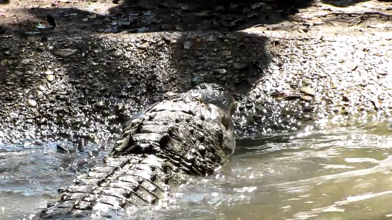 Alligator eats Rabbit San Antonio - YouTube