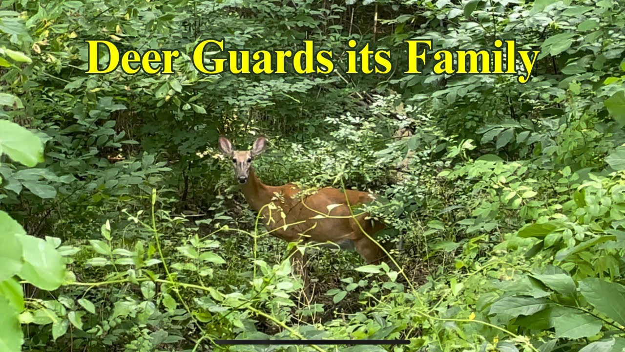White-tailed deer guards its family | backyardwildlife | wildlife ...