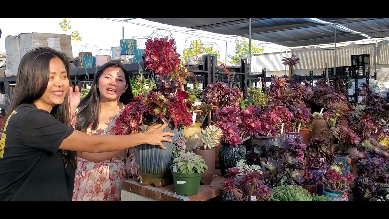 MiMi's Nursery Important rare succulents and cactus for sale 📞 1-(714 ...