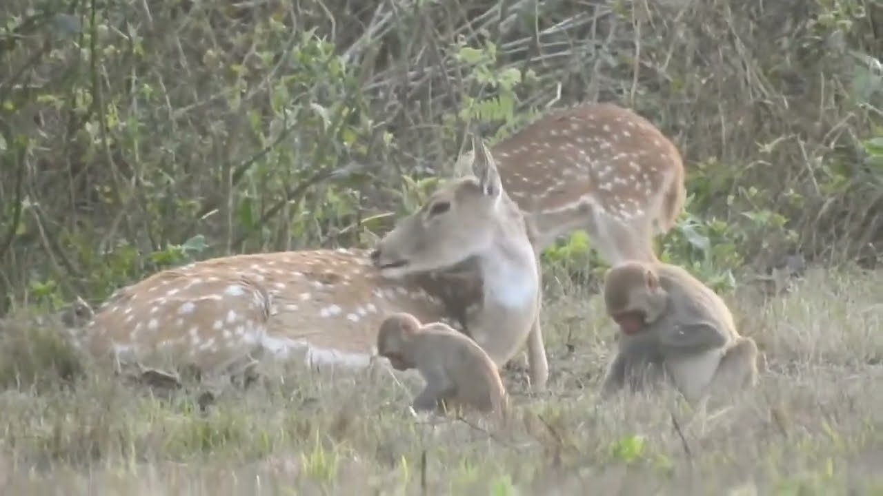 Live animal cam - wildlife animal cam | national geographic,beautiful ...