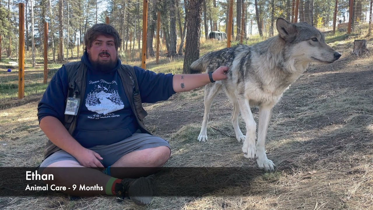Wolf Awareness Week Day 3 - YouTube