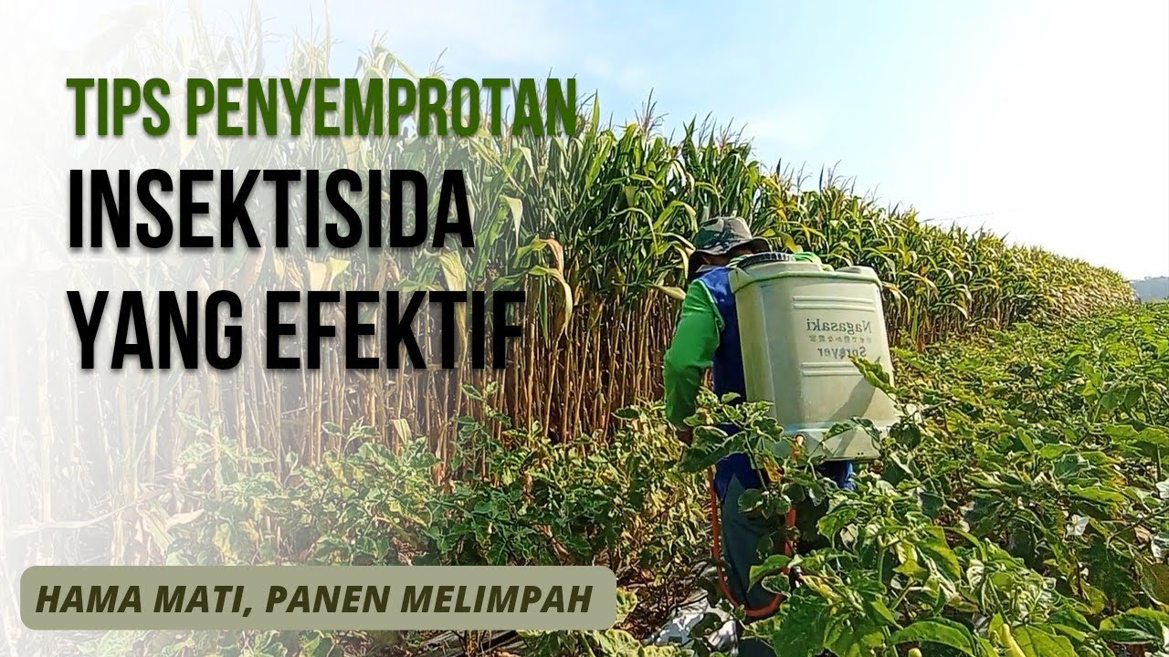 Menghentikan Penyakit Tanaman dalam Waktu Singkat - Penyemprotan ...