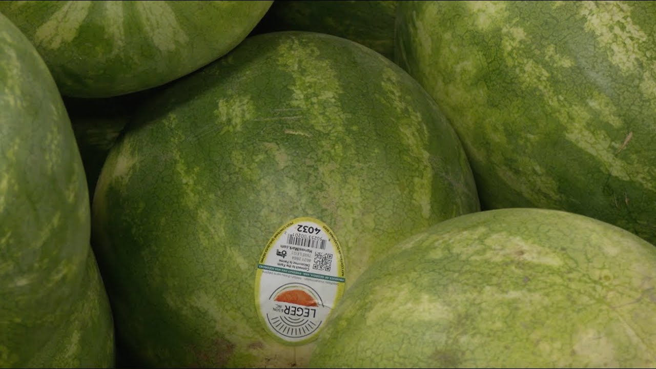Inside Georgia’s Sweetest Season: Cordele’s Watermelon Harvest Hits ...