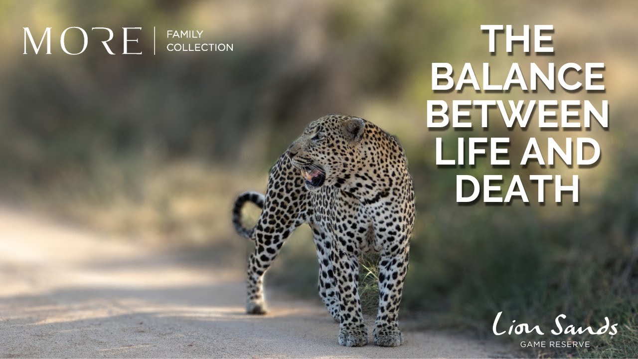 Hanyile Male Leopard Hunting Impala - YouTube