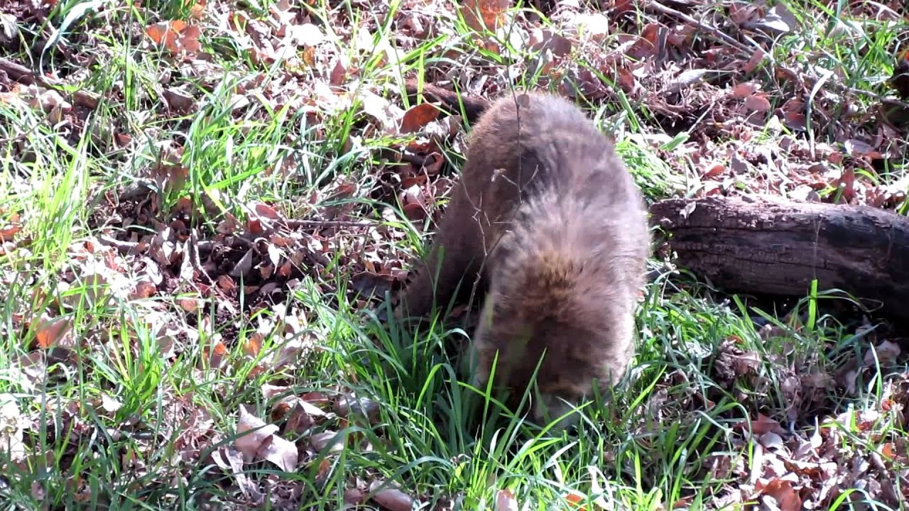 Coati digging and eating 2 Feb.MOV - YouTube