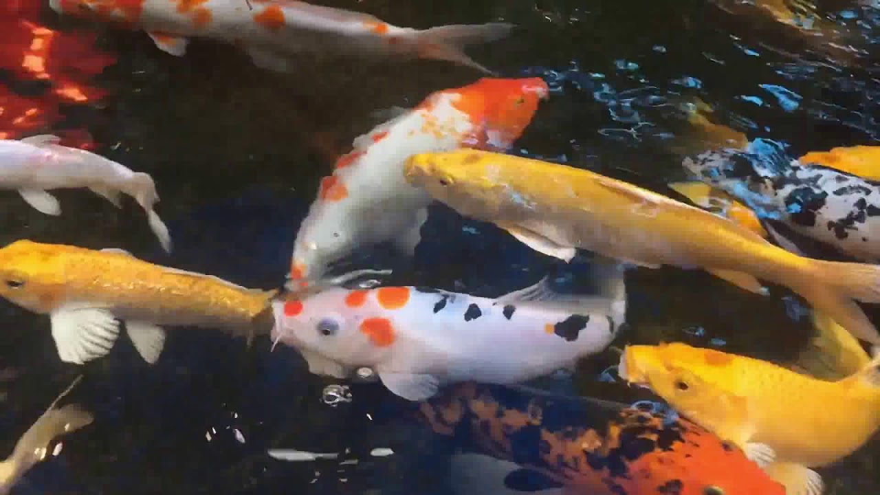 Relaxing Piano Music, KOI FISH, Sleep Music, Meditation Music, Spa ...