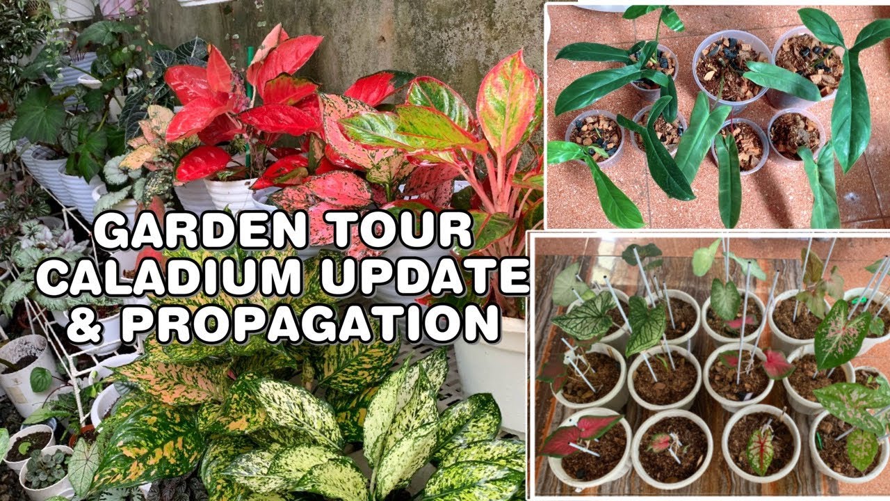GARDEN TOUR + CALADIUM UPDATE and PROPAGATION | Lovekye8 - YouTube
