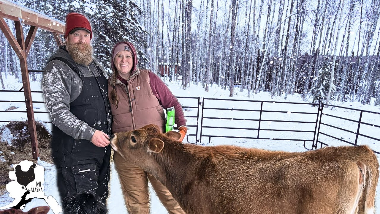 Dairy Cow and Alaska Snow Storm: Cleaning Up and Caring for our ...