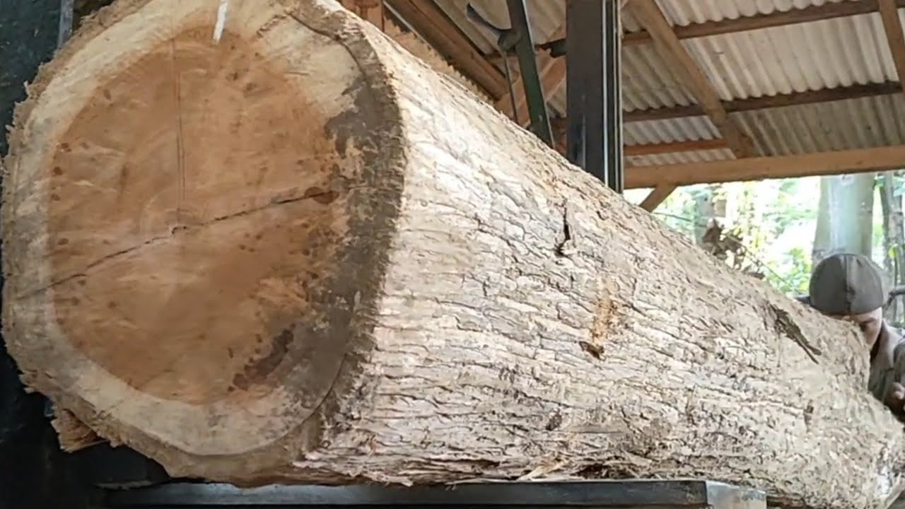 penggergajian kayu jati muda pembuatan bahan furniture yang luar biasa ...