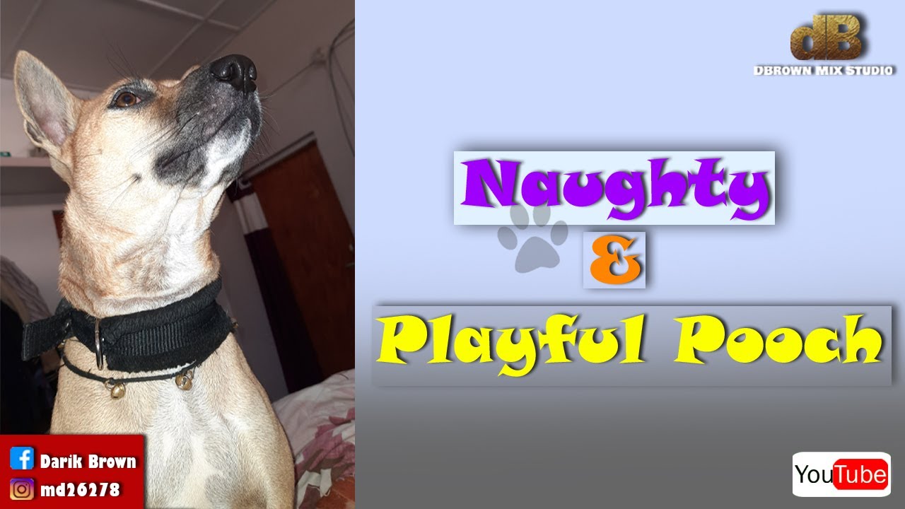 Naughty & Playful Pooch l Playtime Antics l The Best Way Possible - YouTube