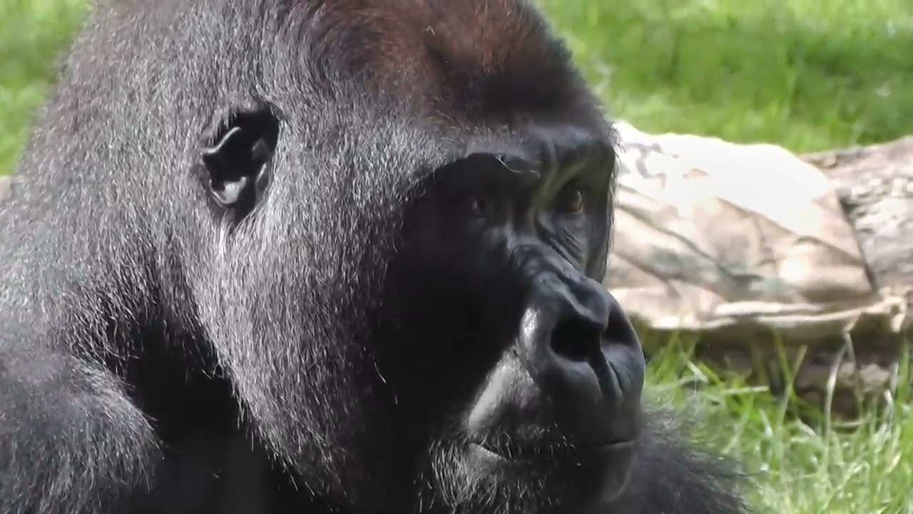 Kumbuka - Silverback Gorilla at London Zoo - YouTube