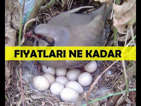Keklik Ve Döllü Yumurta Fiyatları NE KADAR ?