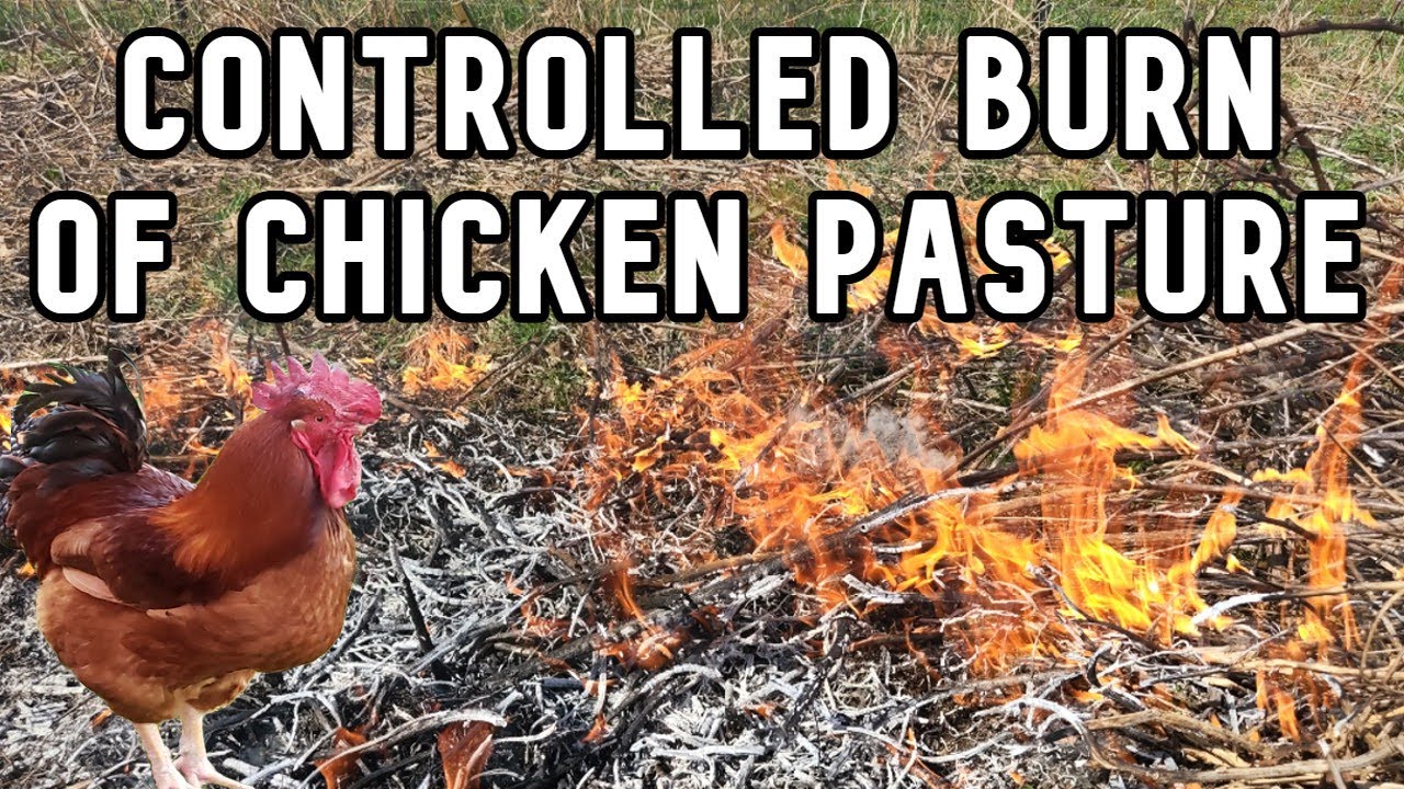 Rotational Chicken Pasture Controlled Burn - YouTube