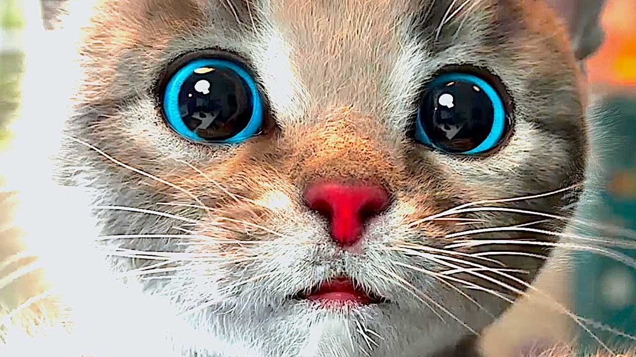 FUNNIEST CATS LITTLE KITTEN ADVENTURE - FUNNY CAT GAMES | ANIMATION FOR ...