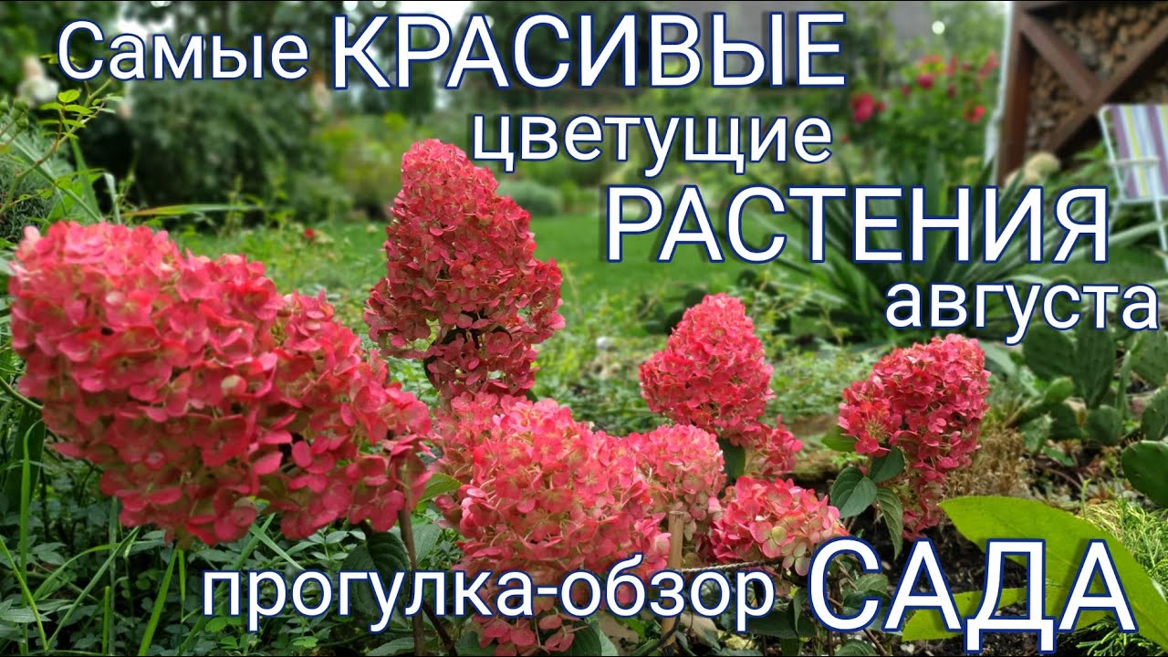 Самарская Лидия покорила ) ! Прогулка - обзор нашего САДА . Начало ...