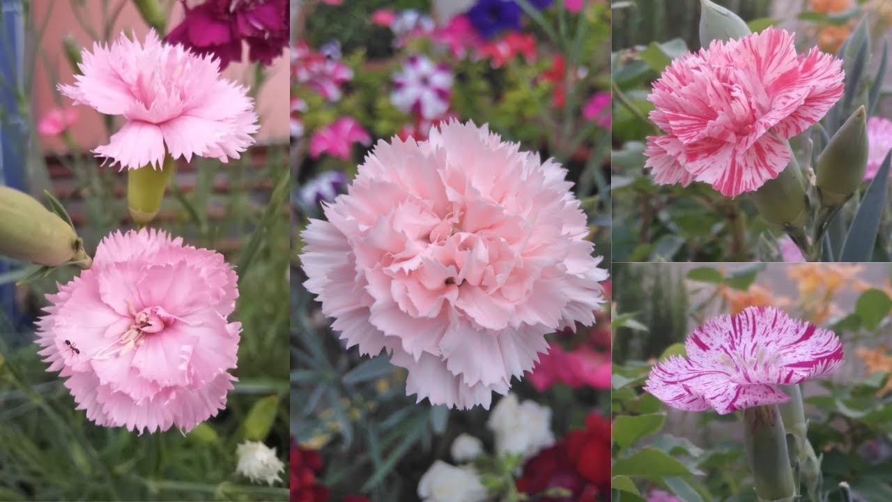 Carnation flowers in full bloom. - YouTube