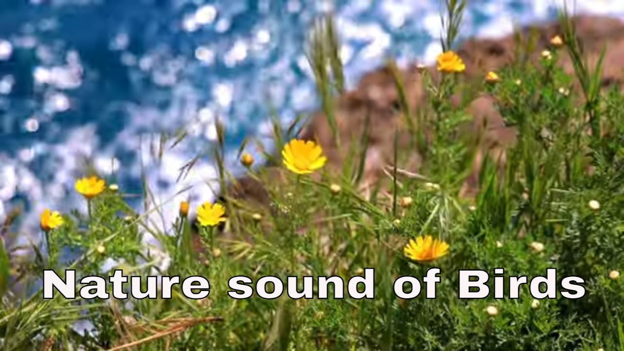 Nature Sounds Birds, Birds Chirping Sound for Rest & Relaxation - YouTube
