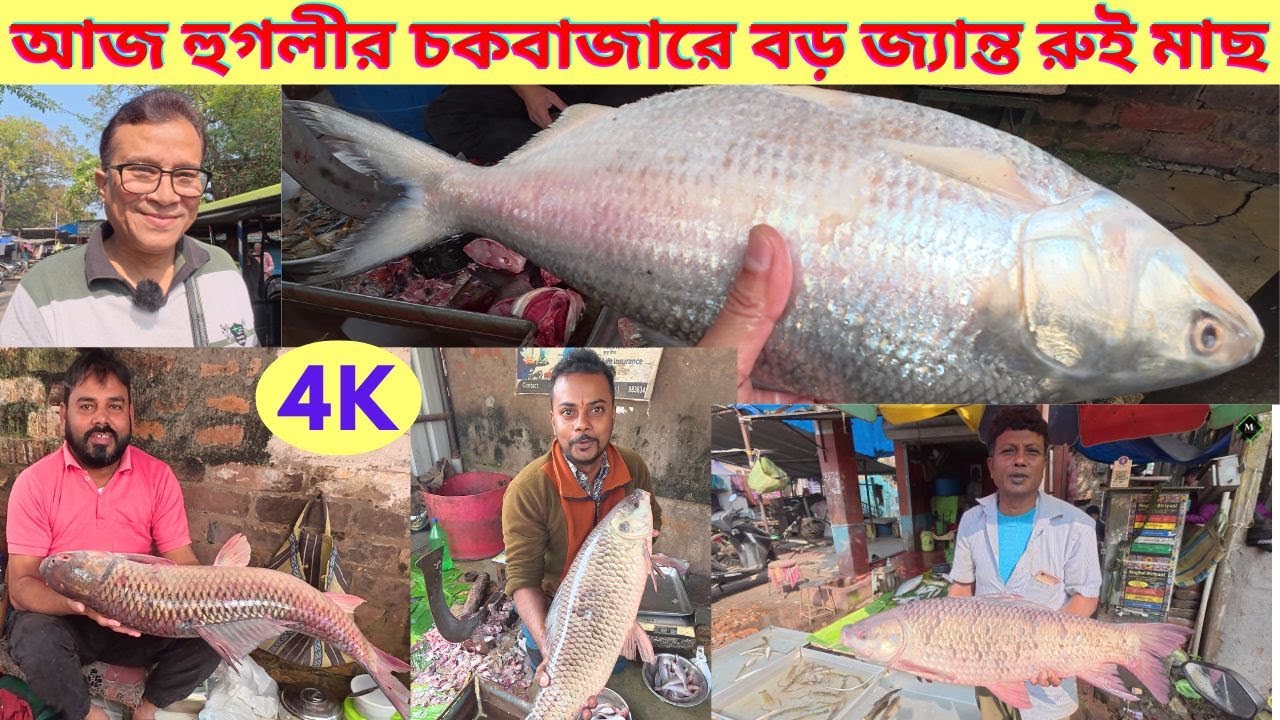 আজ হুগলীর চকবাজারে বড় জ্যান্ত রুই মাছ। 4K |Fresh Fish Market ...