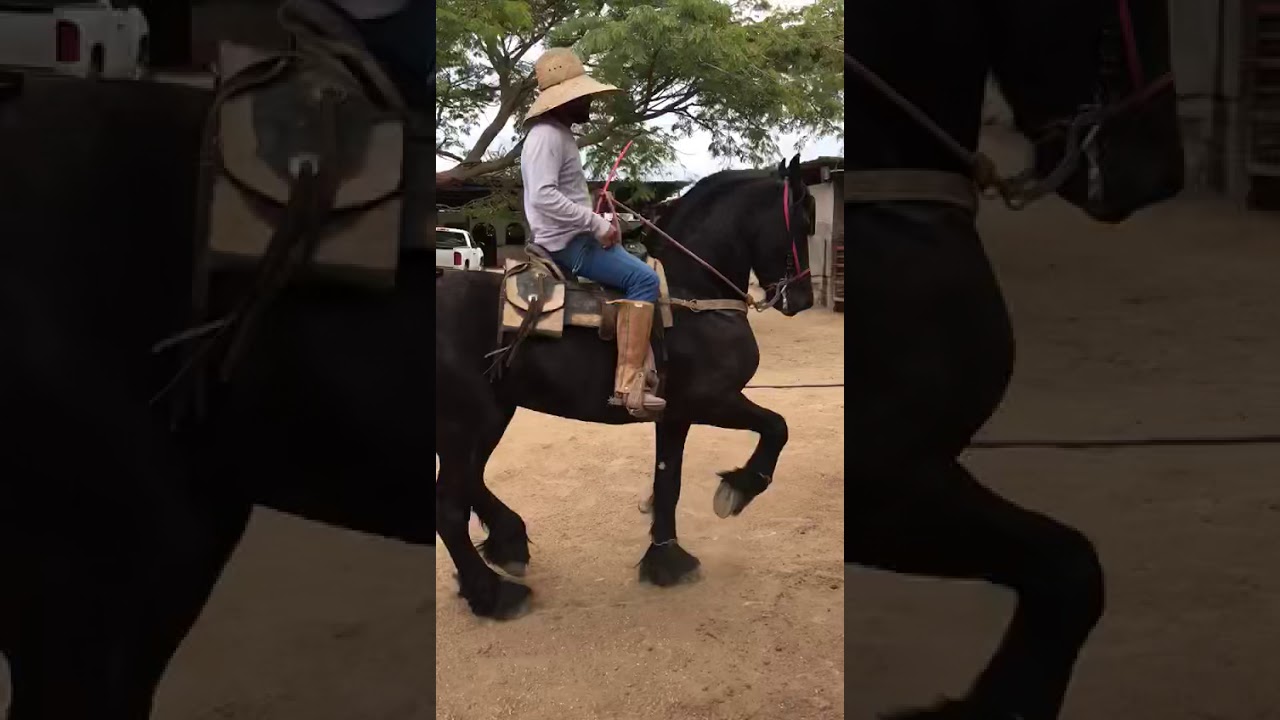 Caballo bailador frison - YouTube