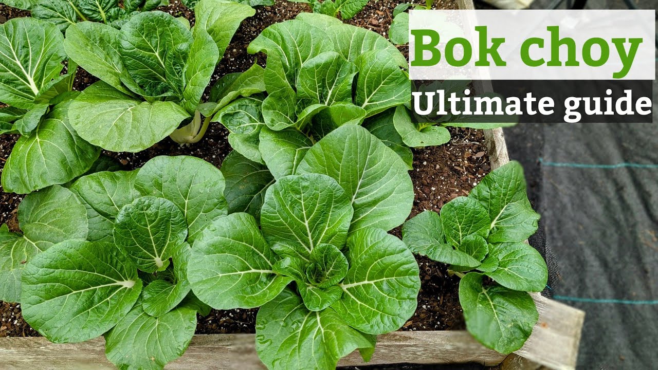 Bok Choy - Growing - Harvesting & Pest control | Everything you need to ...