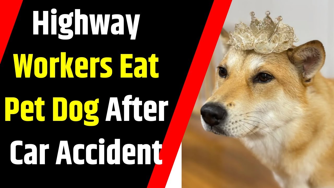 Pet Dog Tragedy: Highway Workers Face Backlash for Eating Dead Dog ...