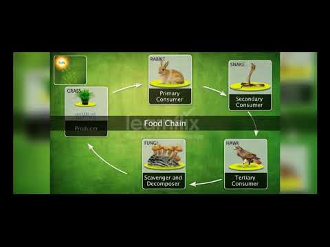 Interdependence of Organisms | Class 7 Science - Learnflix App - YouTube