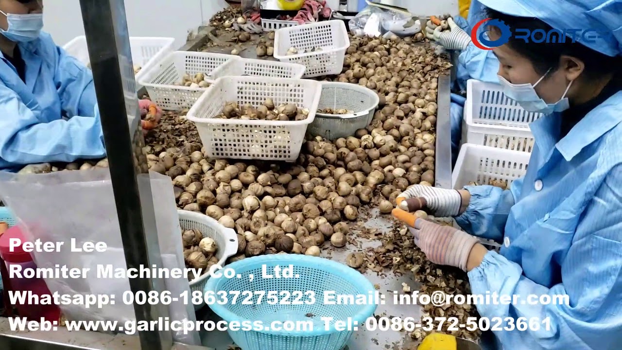 How to Process Black Garlic Before Packing (Remove Bad Peel) - YouTube