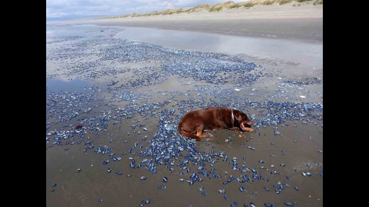 By-the-Wind Sailor Mass Stranding May 2015, Humboldt - YouTube